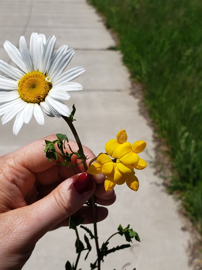 Flower of the time stock photo. Image of produce, time - 188083708