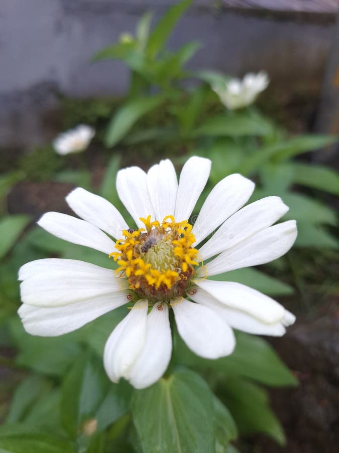 Flower stock image. Image of rose, home, time, sunrise - 357817181