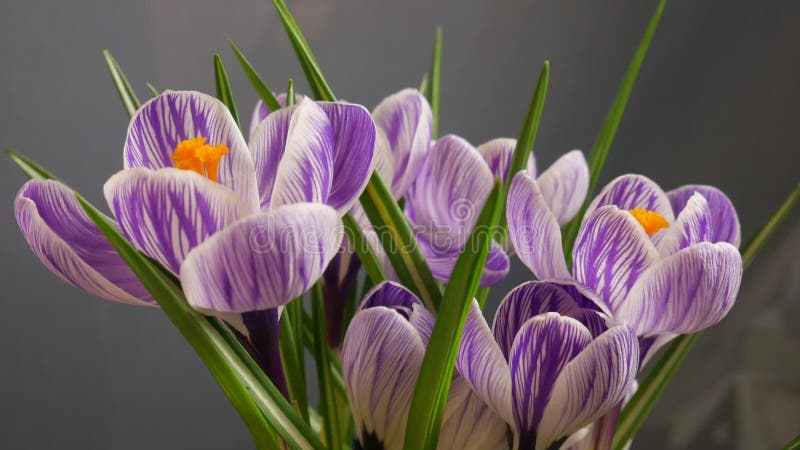 Pink Steps Stock Footage & Videos - 916 Stock Videos