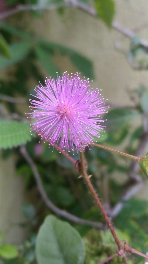 Flower time stock image. Image of nature, time, flower - 100173981