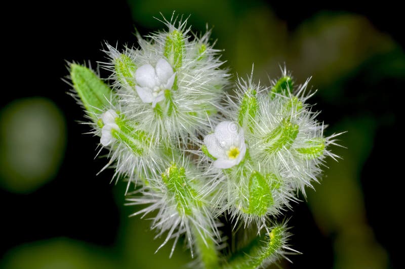 Flower of the Tiny Spiny Cryptantha Stock Photo - Image of isolated ...
