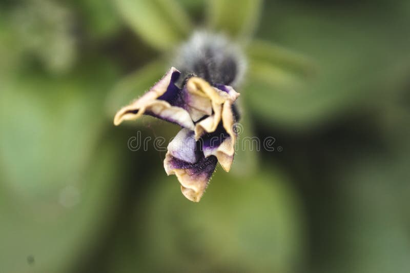 Flower tip stock image. Image of macro, flower, mesmerising - 141379075