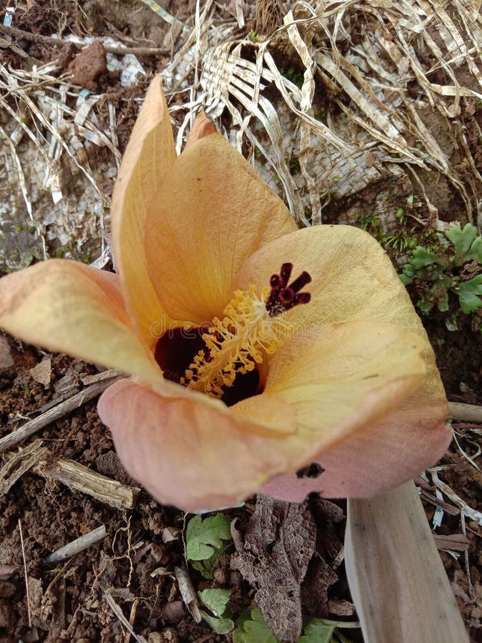 The Flower from the Tissue Tree is in a Nice Shape Stock Image - Image ...