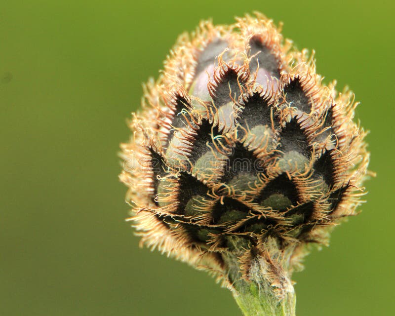 Flower about To Open in Spring Stock Photo - Image of open, spring ...