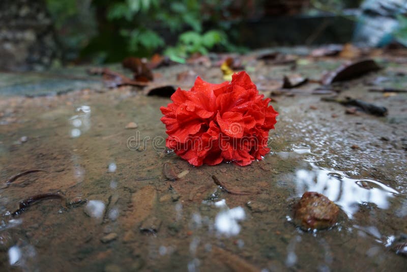 The fallen flower stock image. Image of falling, flower - 153526357