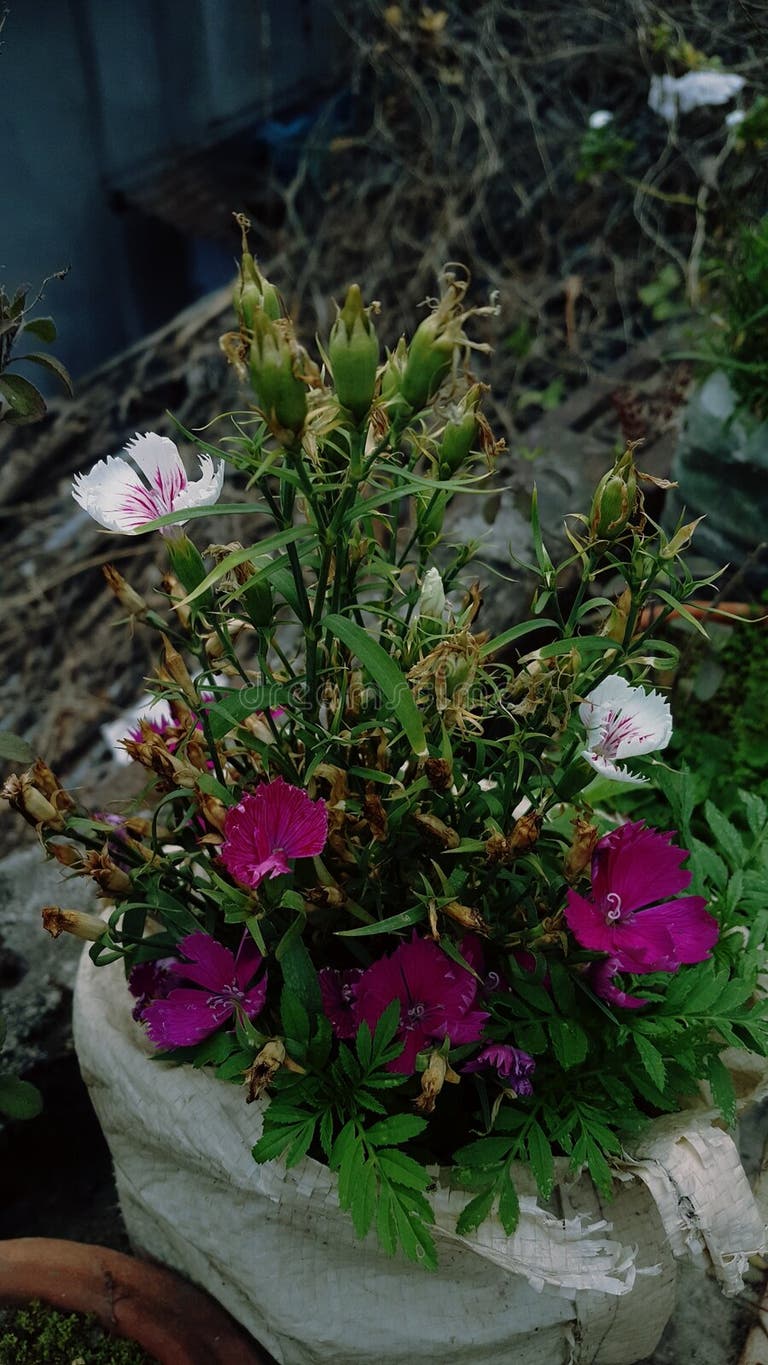 Flower Tob Vector Stock Photos - Free & Royalty-Free Stock Photos from ...