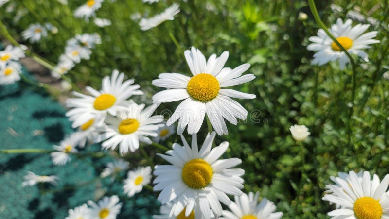 Flower today spring stock image. Image of herb, today - 240270987
