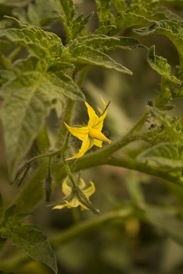 Tomato flower stock photo. Image of garden, inflorescence - 23798292
