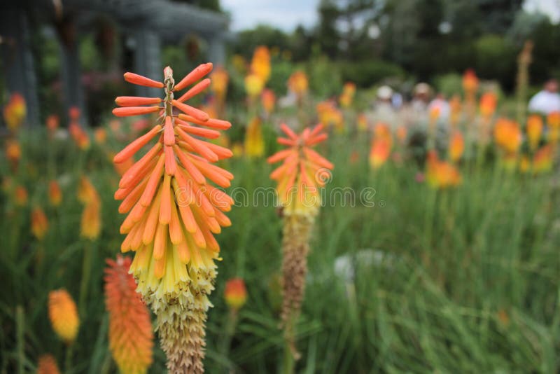 Flower, Torch Lily, Plant, Flora Stock Photo - Image of plant, field ...