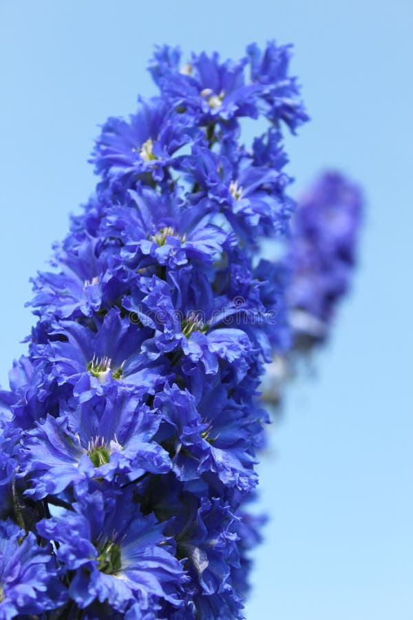 Flower Tower Picture. Image: 86693530