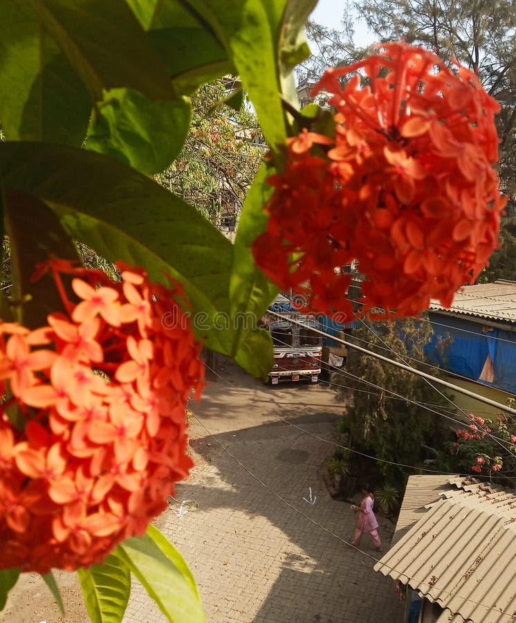 Thechi Flowers in Beautifully Stock Image - Image of plant, flower ...