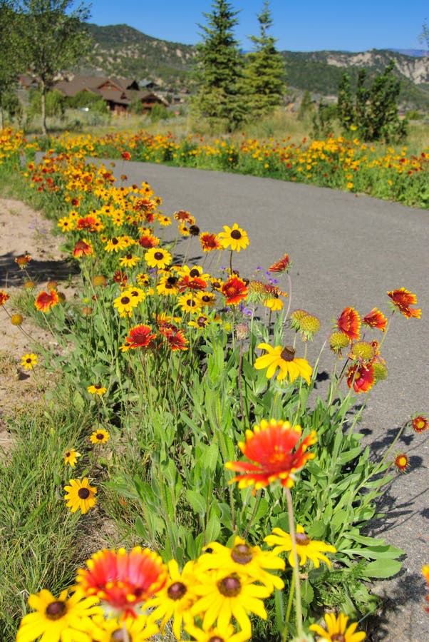 Colorado flowers stock photo. Image of grow, season, leaf - 21371906