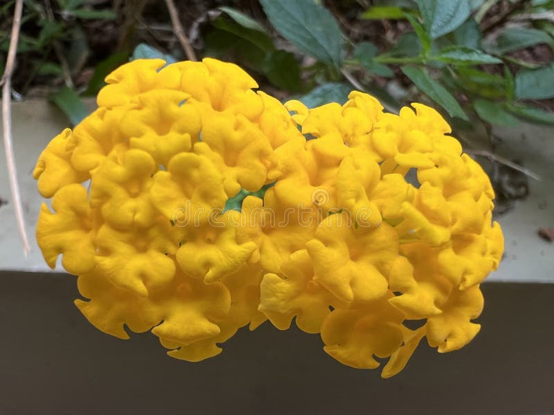 Flower - trailing lantana stock photo. Image of beauty - 274775710