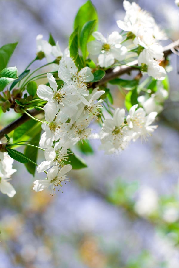White Flower of Melaleuca Cajuputi Powell, Cajuput Tree, Paper Bark ...