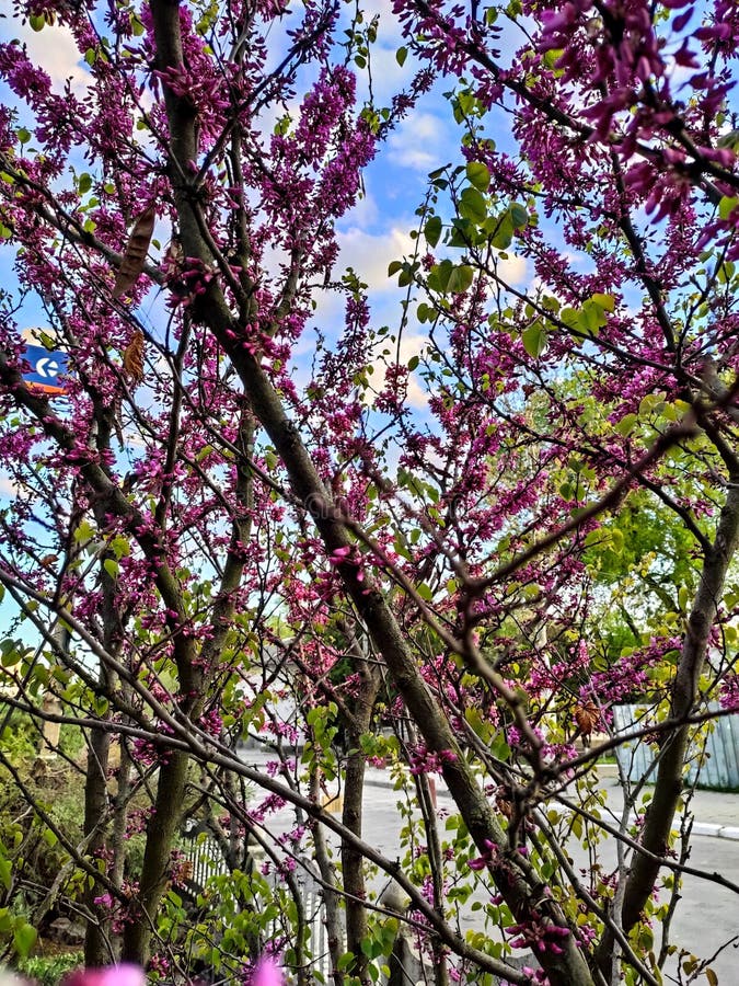 Flower tree ðŸ’® stock photo. Image of food, lilac, deciduous - 259733660
