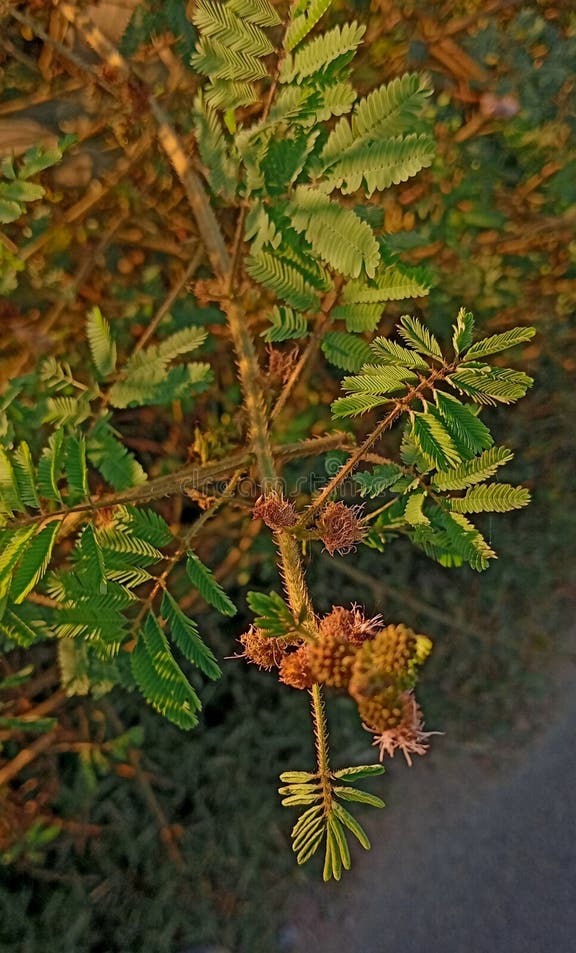 Flower tree Assam India stock photo. Image of assam - 346410610