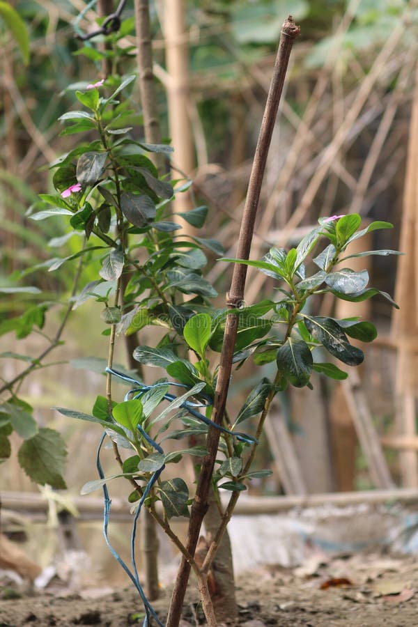 Flower Tree, Beautiful Small Tree, Stick. Stock Photo - Image of ...