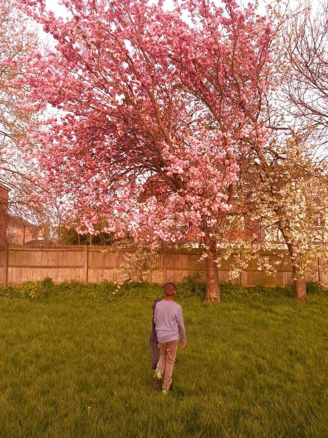 Flower tree editorial photo. Image of tree, flowers, flower - 70861456