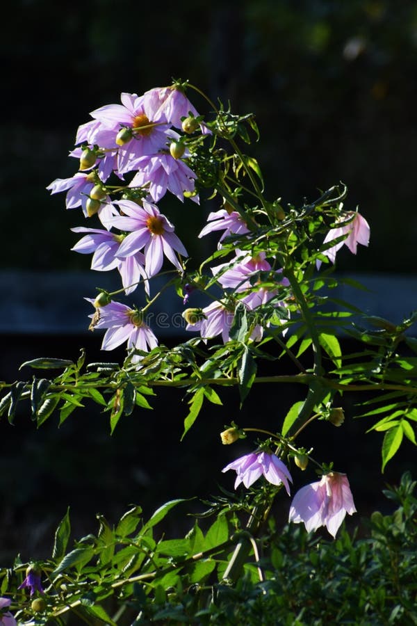 Tree dahlia stock photo. Image of nature, dahliabackground - 105662026