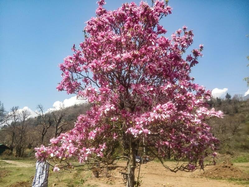 Flower tree stock image. Image of india, tree, decoration - 94111041