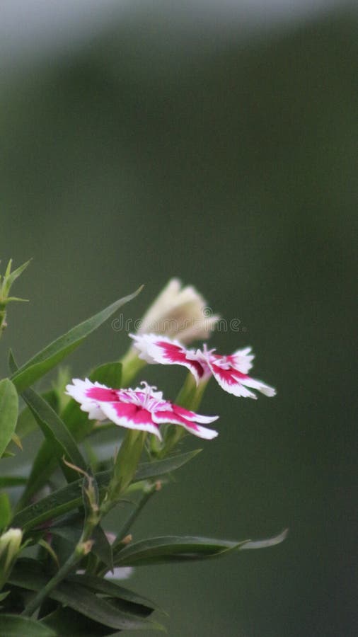 Flower Tree Green Red Photography DSLR Stock Image - Image of flower ...