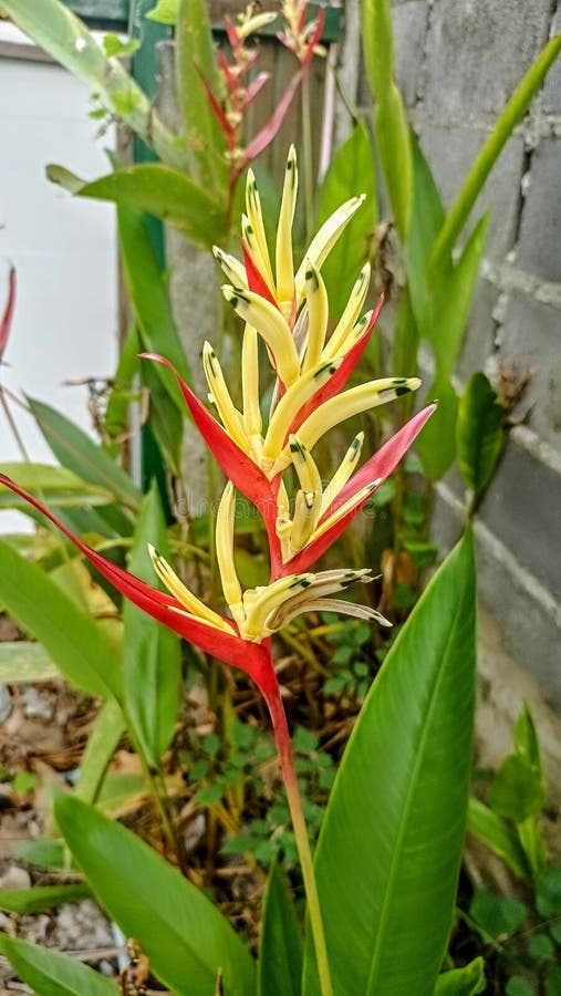 Flower Tree Green Stone Red Yellow Worm Garden Stock Image - Image of ...
