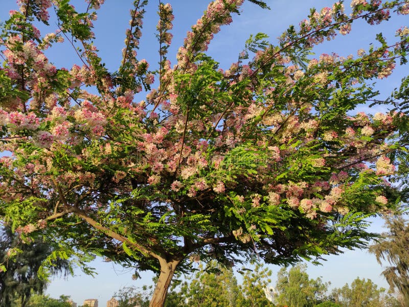 Flower Tree at Katara Hill Doha Stock Image - Image of flower, katara ...