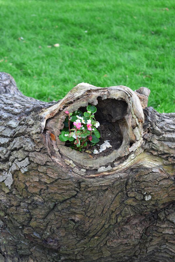 Flower in tree log. stock image. Image of environment - 188520351