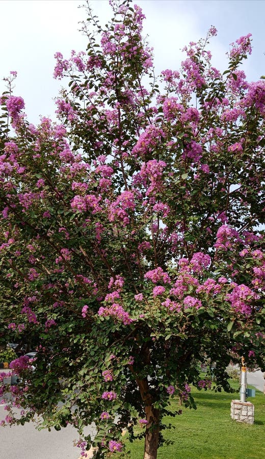 Flower Tree Looking Pretty Ever Stock Photo - Image of flower, tree ...