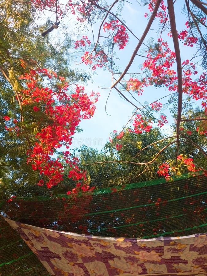 Flower tree park stock photo. Image of maple, branch - 182353388