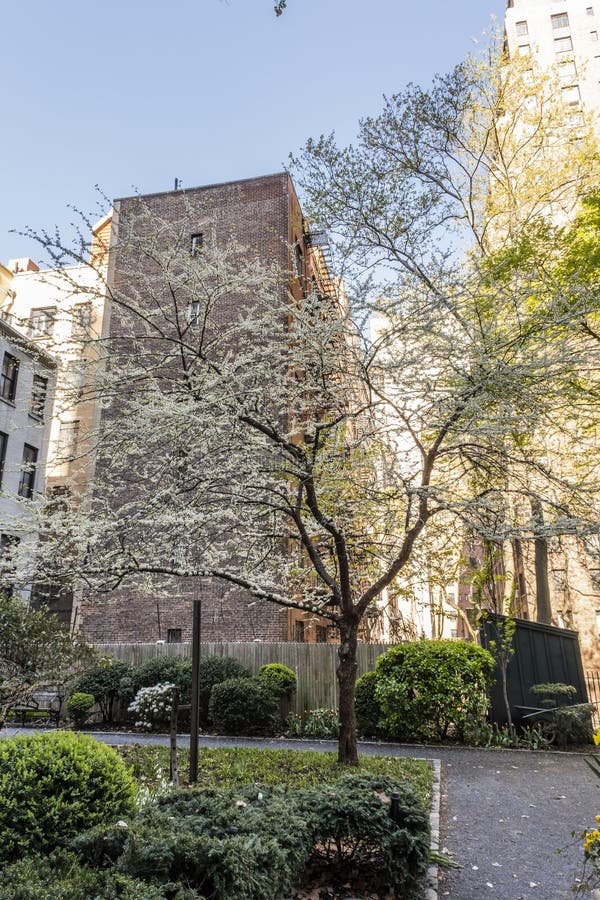 Flower tree in a park stock photo. Image of green, bloom - 217232052