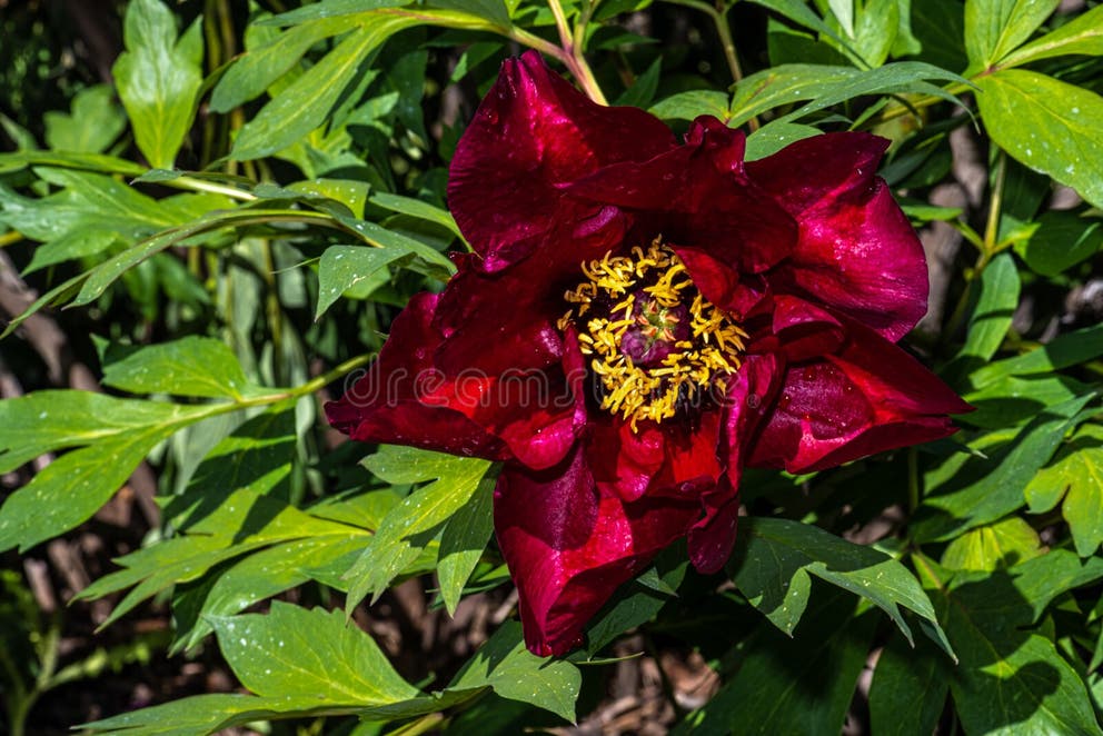 Flower of Tree Peony stock image. Image of composition - 198776749