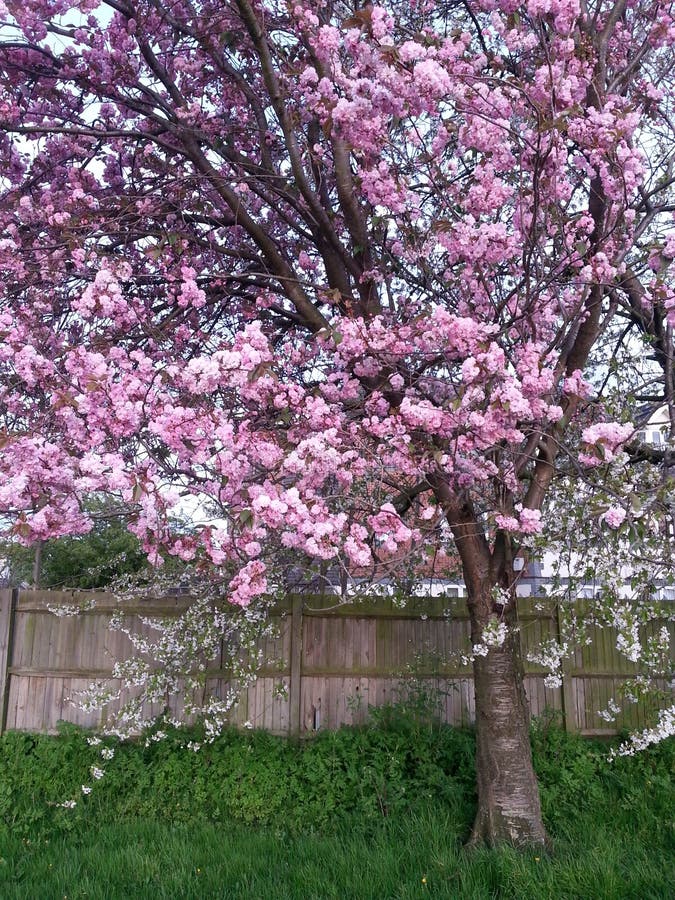 Flower tree stock photo. Image of beautiful, flora, spring - 70862836