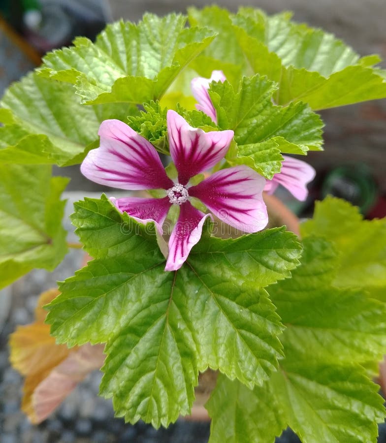 Flower on a tree stock image. Image of plant, tree, flower - 247171311