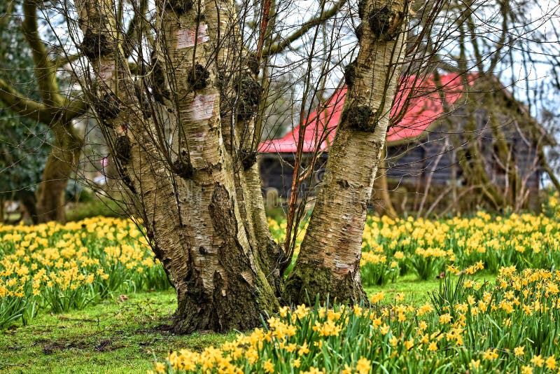 Flower, Tree, Plant, Flora Picture. Image: 115286467