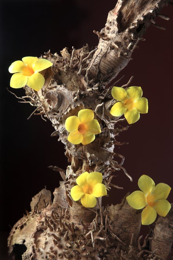 Flower from tree root stock image. Image of stub, light - 16762713
