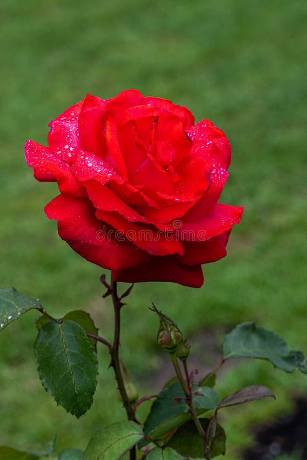 Flower of Tree Rose Variety Stock Image - Image of floral, cranberry ...