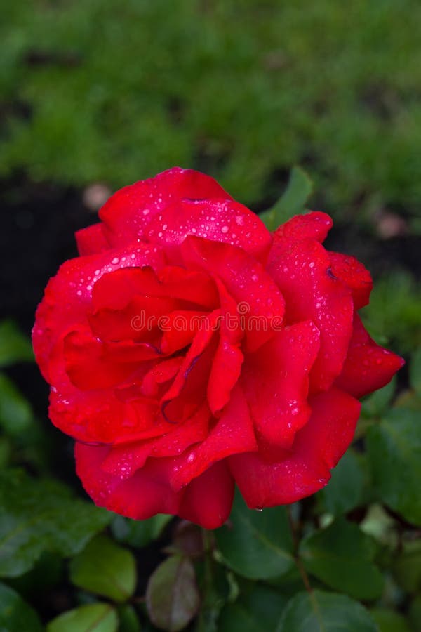 Flower of Tree Rose Variety Stock Image - Image of floral, banner ...