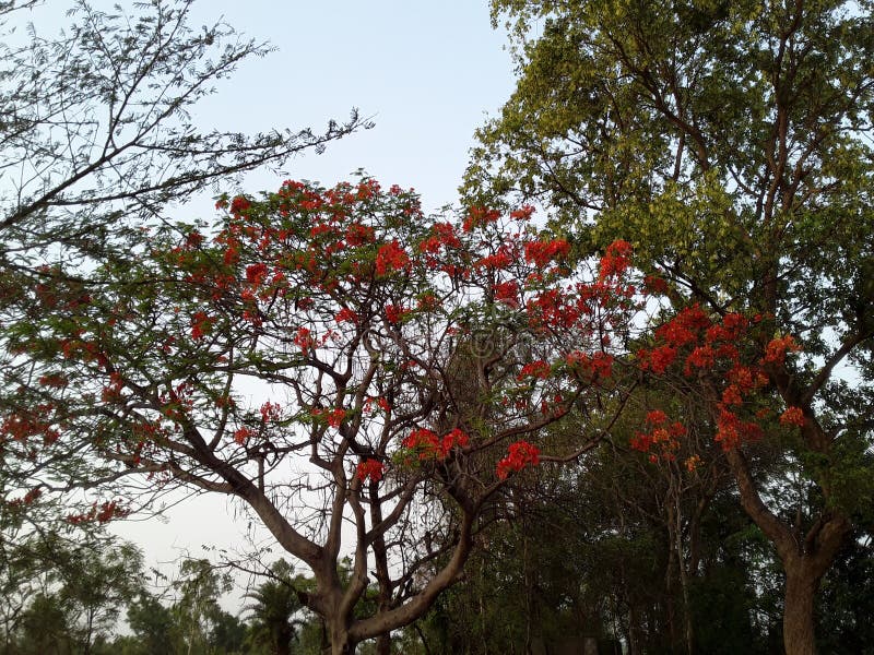 Simul Flower in the Bank of a River - Stock Photograph Stock Image ...