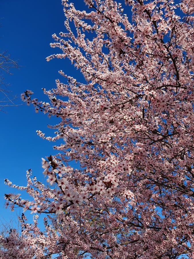 Flower tree of the spring stock photo. Image of leaf - 187818006
