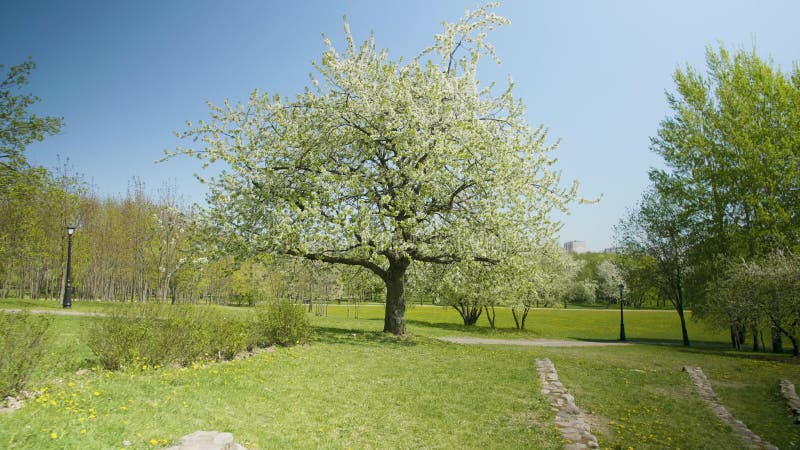 Flower Tree in the Summer Green Park Stock Video - Video of freshness ...
