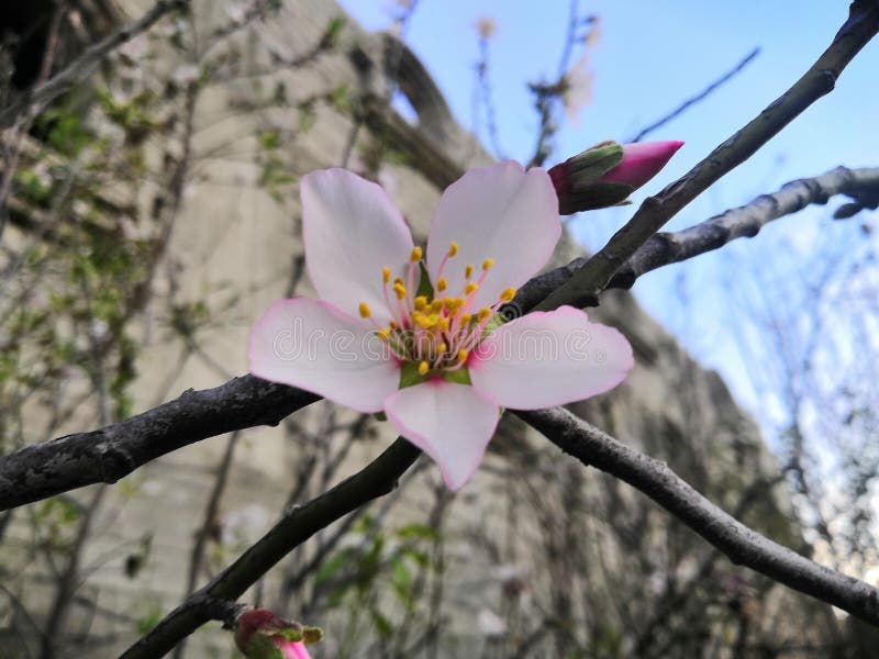 Flower on the tree stock photo. Image of tree, pink - 191605016