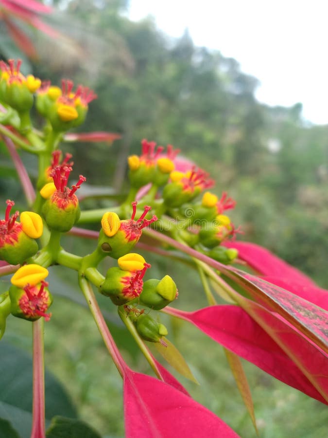Flower and trees stock photo. Image of tree, nature - 220728002