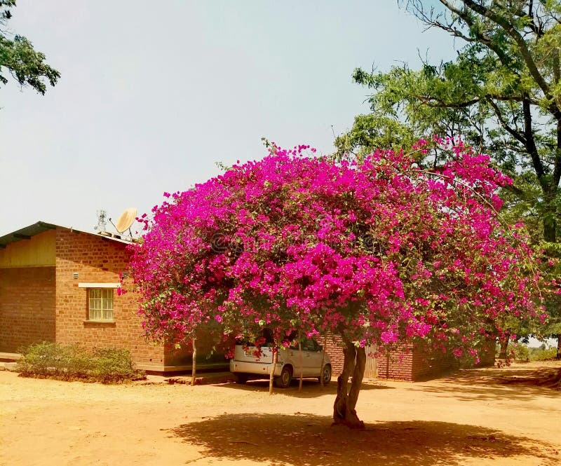 A Flower Trees Captured Together with House Stock Photo - Image of ...