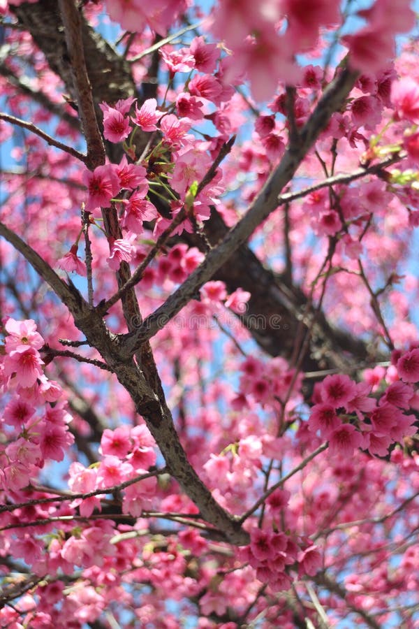 Flower and trees. stock photo. Image of nature, life - 84410704