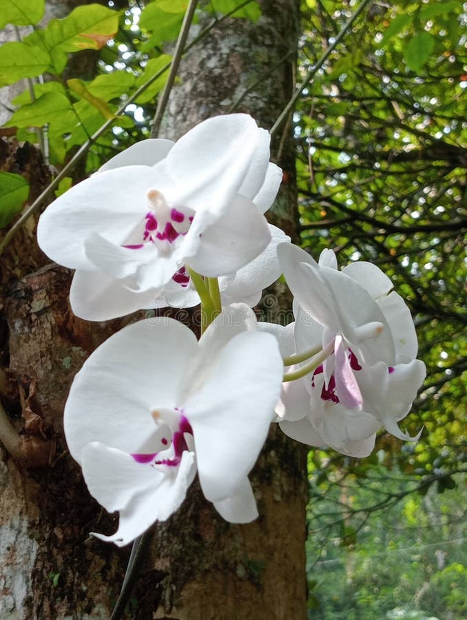 Flower trees and green stock image. Image of orchid - 346027313