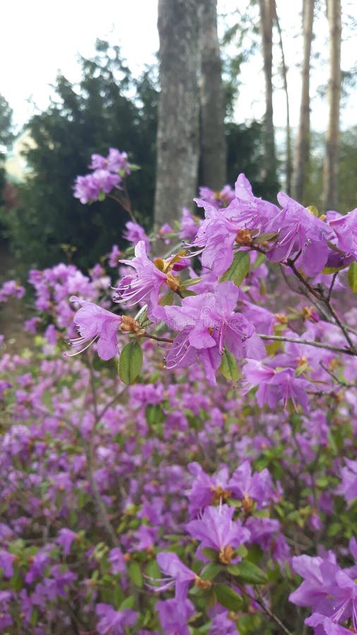 Flower Trees Pink Trees Park Stock Photo - Image of trees, pink: 182378722