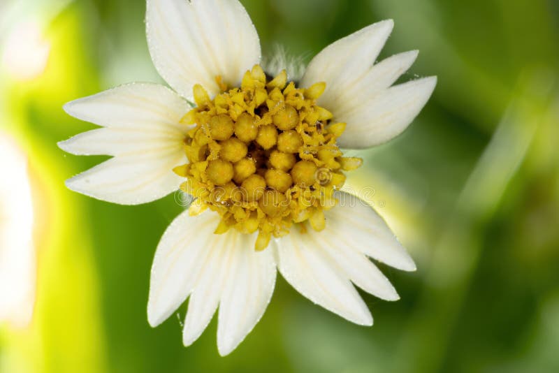 Flower of Tridax stock photo. Image of coat, exotic - 195713722