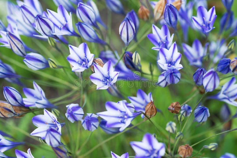 Triteleia Laxa Flower Stock Photos - Free & Royalty-Free Stock Photos ...
