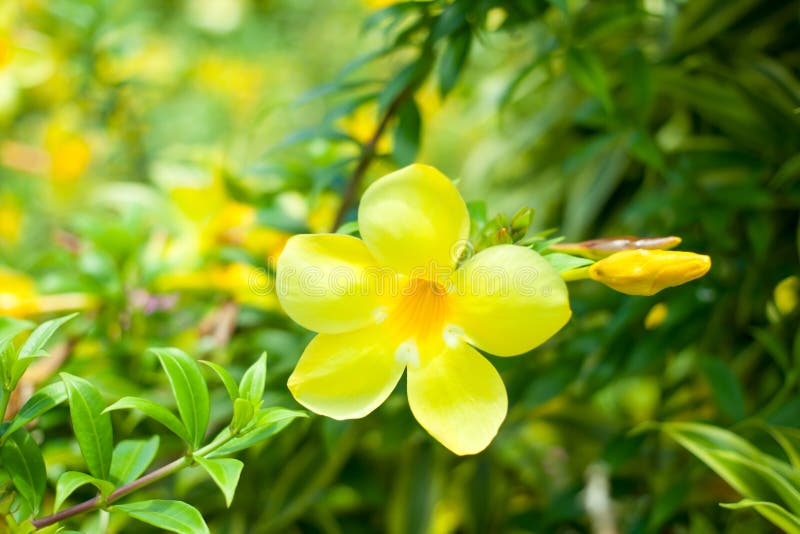 Flower stock photo. Image of color, fantasy, open, love - 85319404